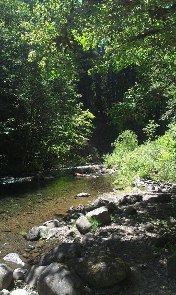 Ripplebrook Campground, Clackamas River - Estacada, Oregon