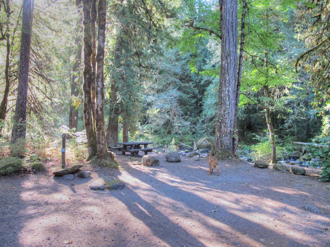 Ripplebrook Campground, Clackamas River - Estacada, Oregon