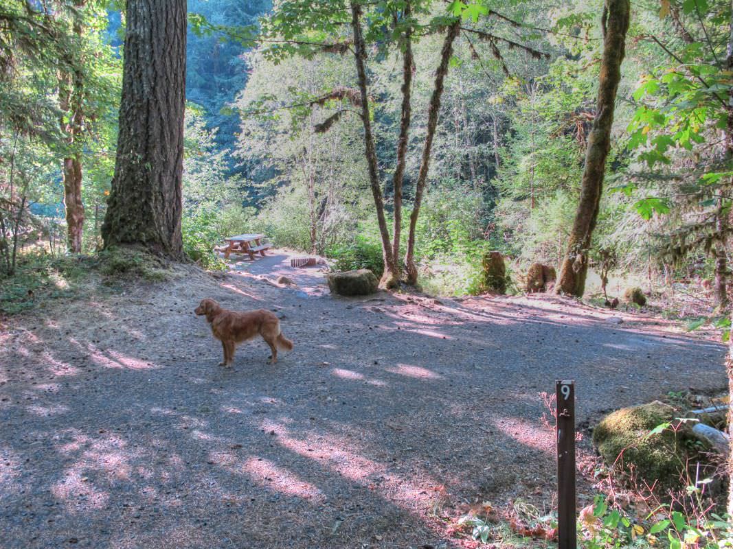 Ripplebrook Campground, Clackamas River - Estacada, Oregon