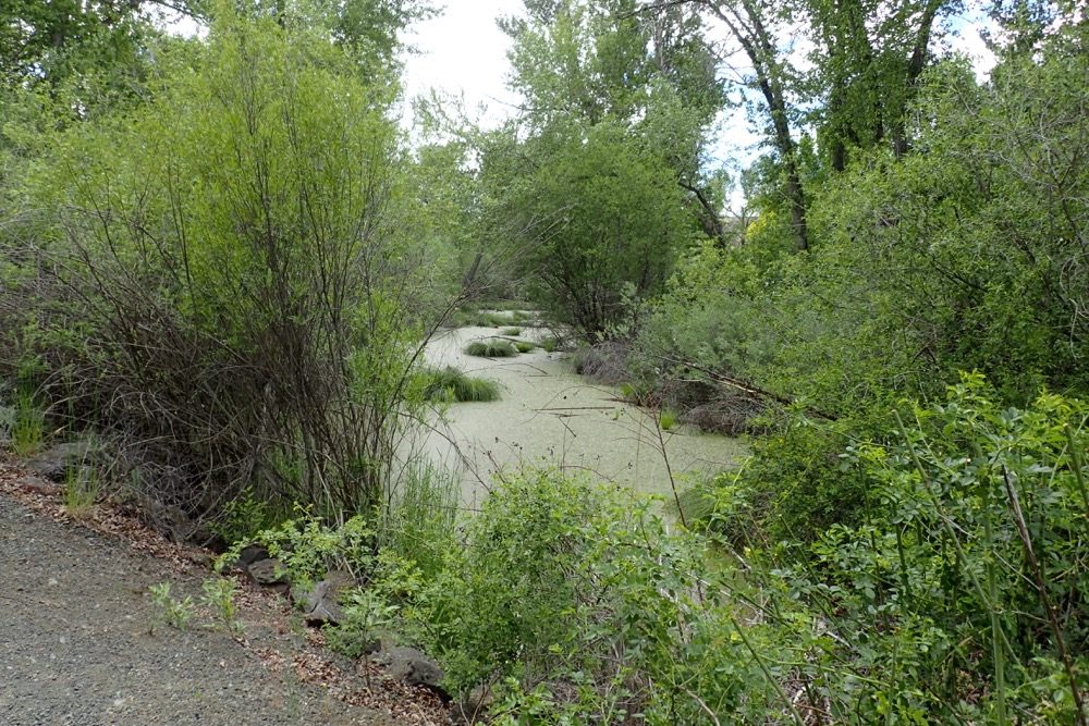 Clyde Holliday Sate Park and Campground - John Day River, Oregon