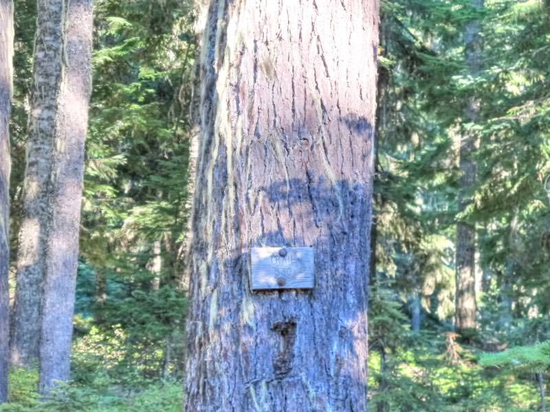 Frog Lake Campground Oregon - Mount Hood