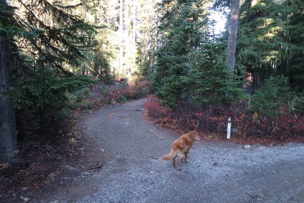 Forlorn Lakes Campground - Gifford Pinchot National Forest, Washington