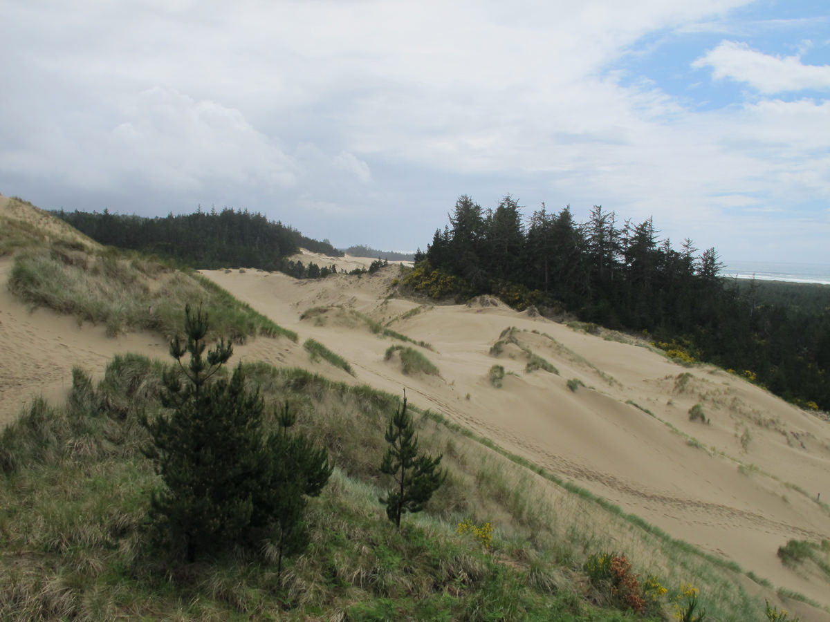 Oregon Dunes Overlook Day Use Area - Oregon Coast